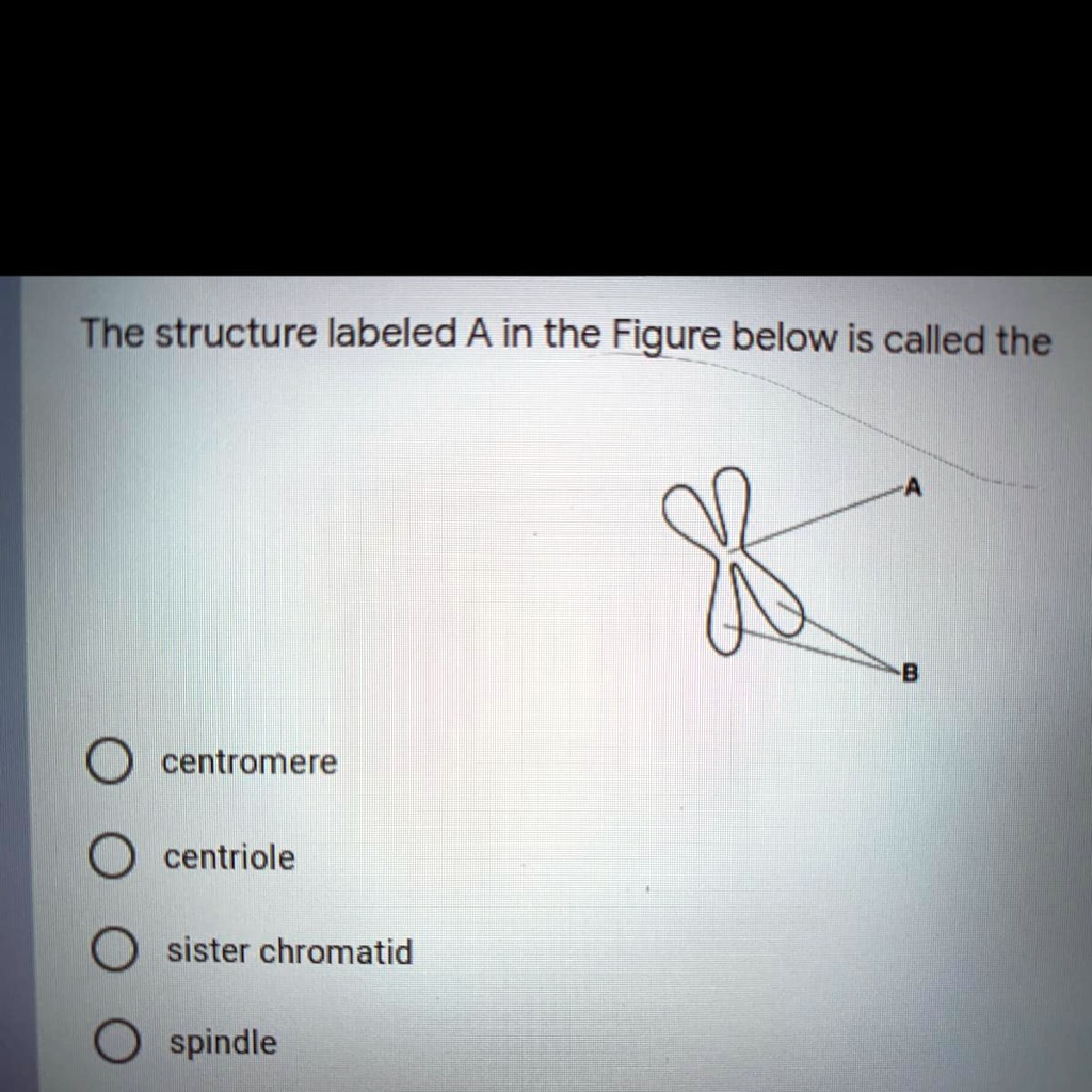 'the structure labeled A in the figure below is called the The ...