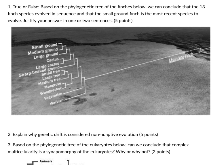SOLVED: True or False: Based on the phylogenetic tree of the finches ...