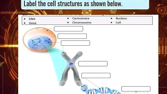 SOLVED: Label the cell structures as shown below: Nucleus DNA Gene ...