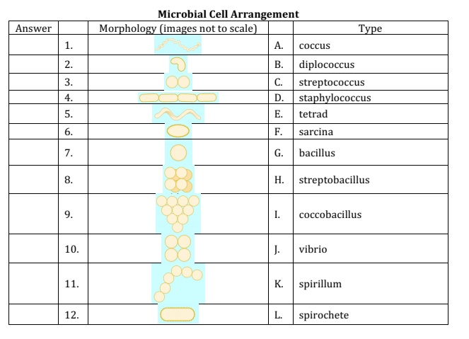 SOLVED: Microbial Cell Arrangement Morphology (images not to scale ...