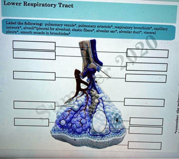 Lower Respiratory Tract Label the following: pulmonary venule ...