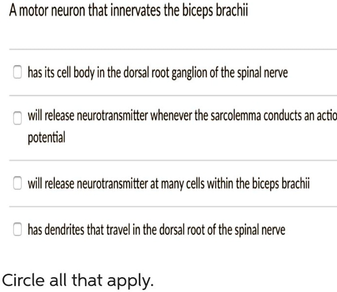 SOLVED: A motor neuron that innervates the biceps brachii has its cell ...