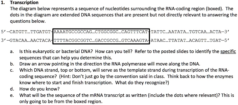 1. Transcription The diagram below represents a sequence of nucleotides ...