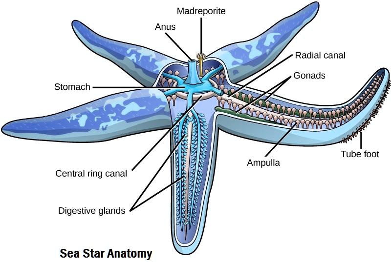 SOLVED: Madreporite Anus Radial canal Gonads Stomach Tube foot Ampulla ...