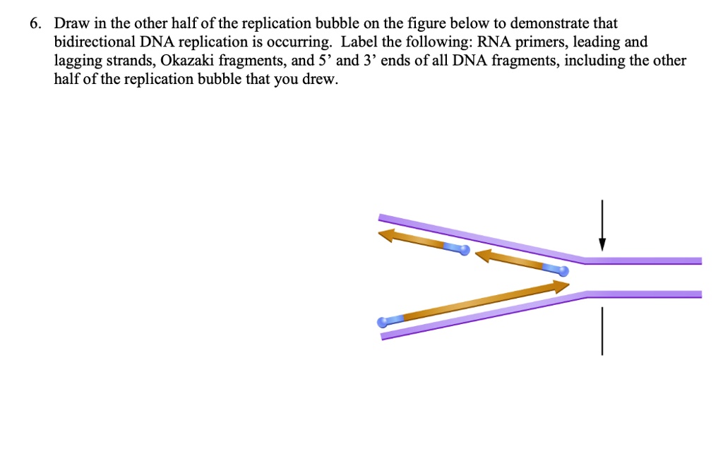 SOLVED: Draw in the other half of the replication bubble on the figure ...