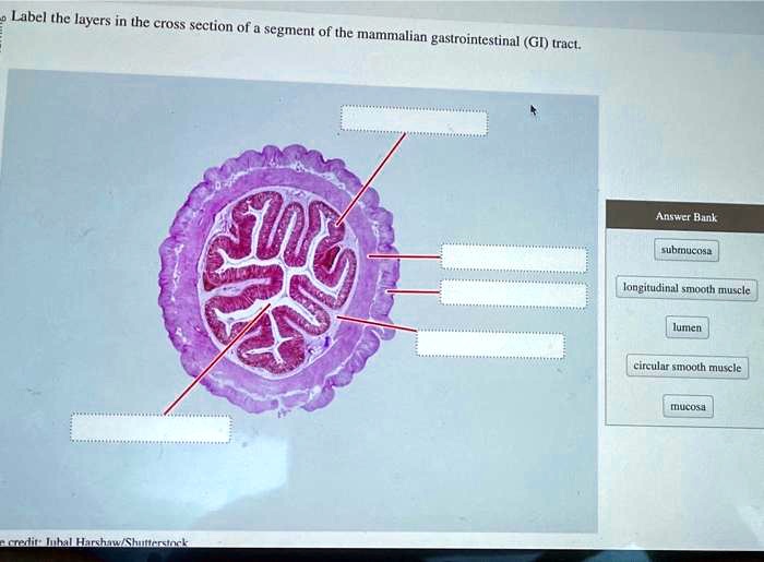 Label the layers in the cross section of a segment of the mammalian ...