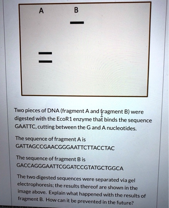 [GET ANSWER] two pieces of dna fragment a and kagment b were digested with the ecor1 enzyme that ...