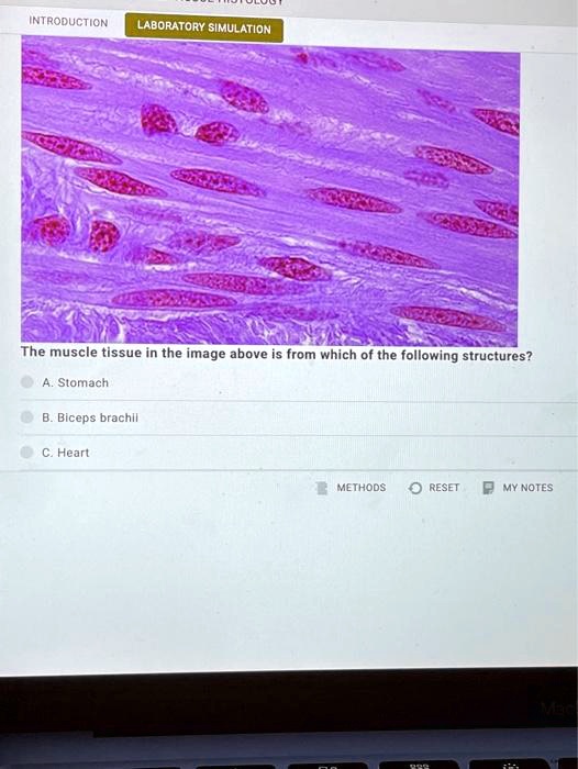 INTRODUCTION LABORATORY SIMULATION The muscle tissue in the image above ...