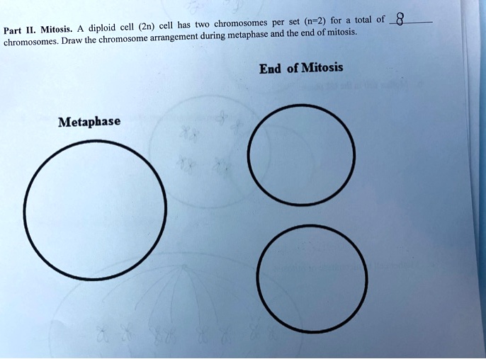 diploid cell 2n cell has chromosomes per n 2 for total of part m ...