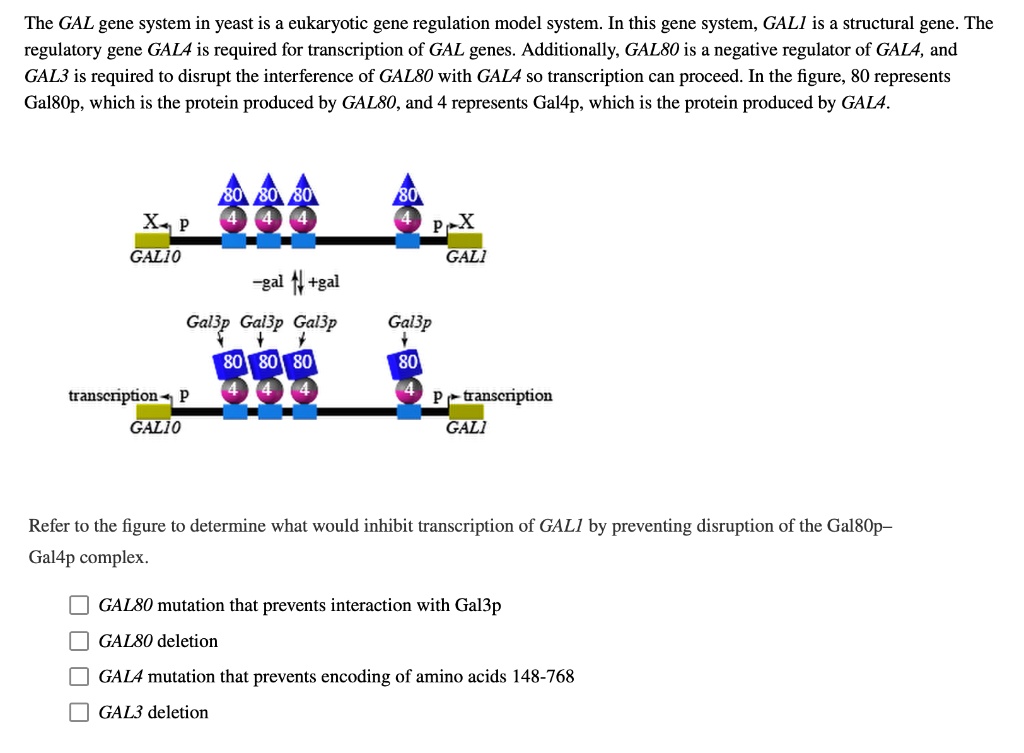 SOLVED: The GAL gene system in yeast is eukaryotic gene regulation ...