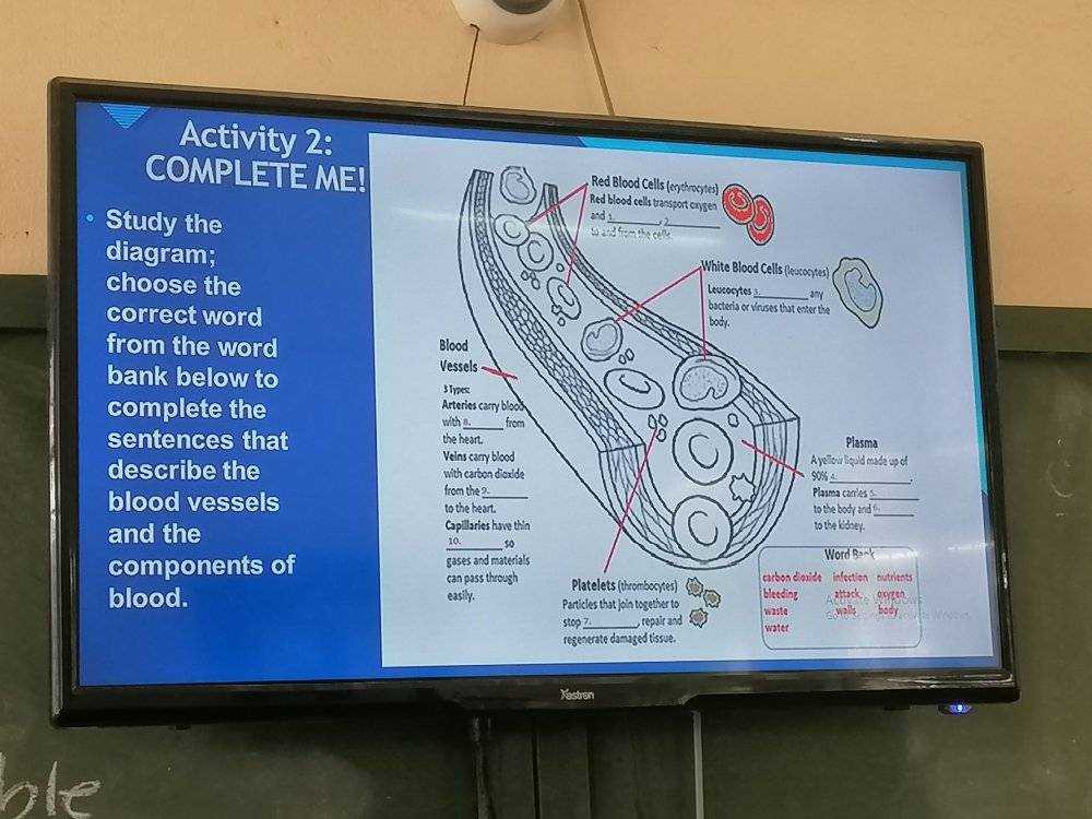 SOLVED: Activity 2: COMPLETE ME! - Study the diagram; choose the ...