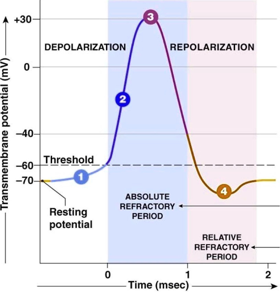 Transmembrane potential (mV) +30 DEPOLARIZATION 0 2 3 REPOLARIZATION -40 Threshold -60 1 -70 4 ...