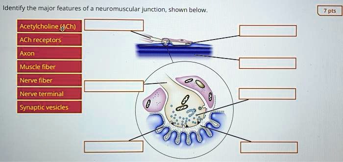 Identify the major features of a neuromuscular junction, shown below ...