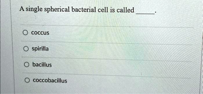 SOLVED: A single spherical bacterial cell is called coccus, spirilla ...