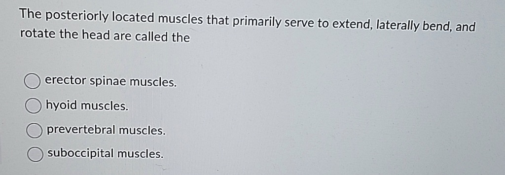 The posteriorly located muscles that primarily serve to extend ...
