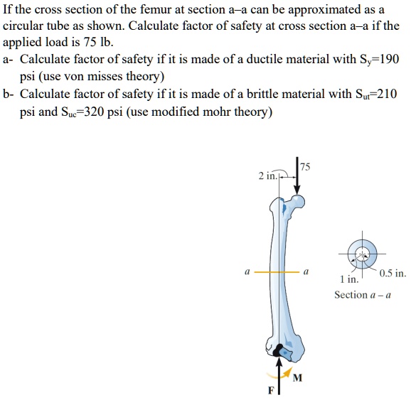 SOLVED: If the cross section of the femur at section a-a can be ...