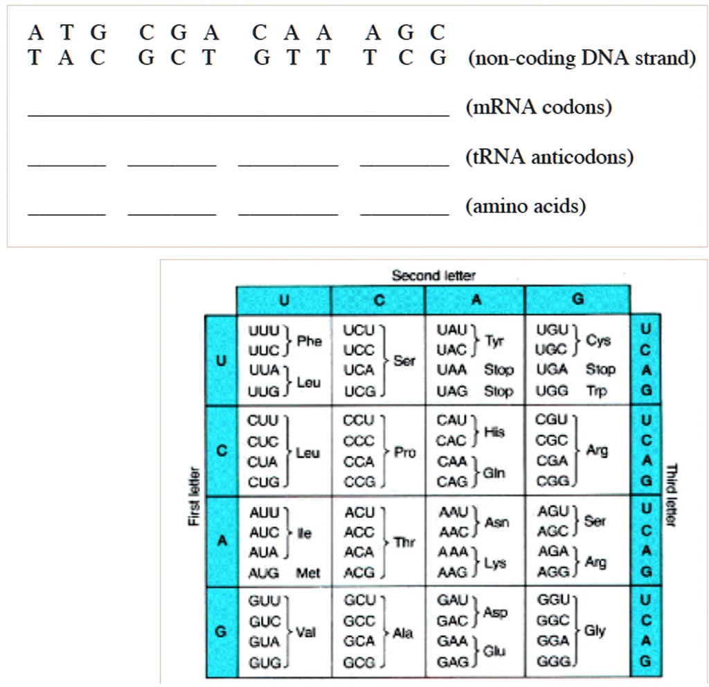 SOLVED:A T G C G A T A C G â‚¬ T C A A A G â‚¬ G T T T â‚¬ G (non ...