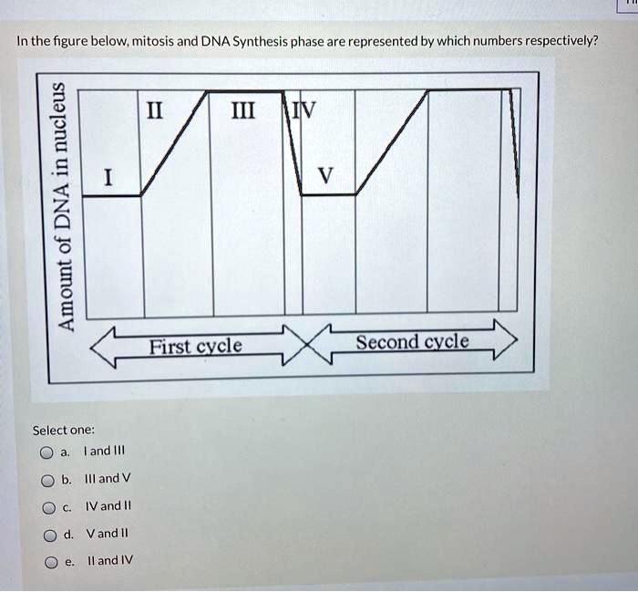 in the figure belowmitosis and dna synthesis phase are represented by ...