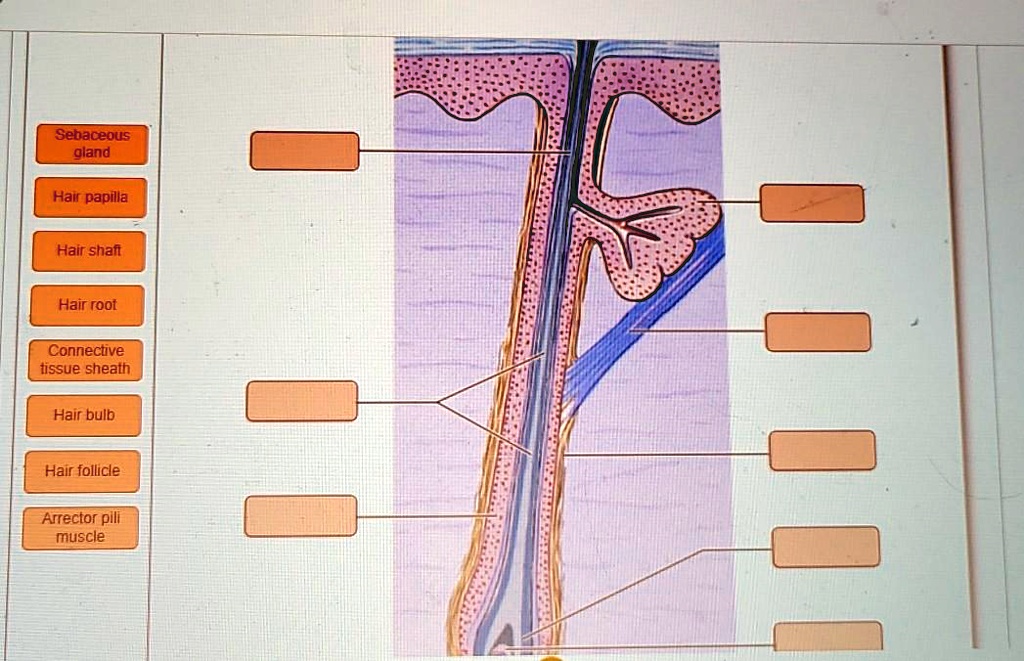 Sebaceous gland hair papilla hair shait hair root connective...