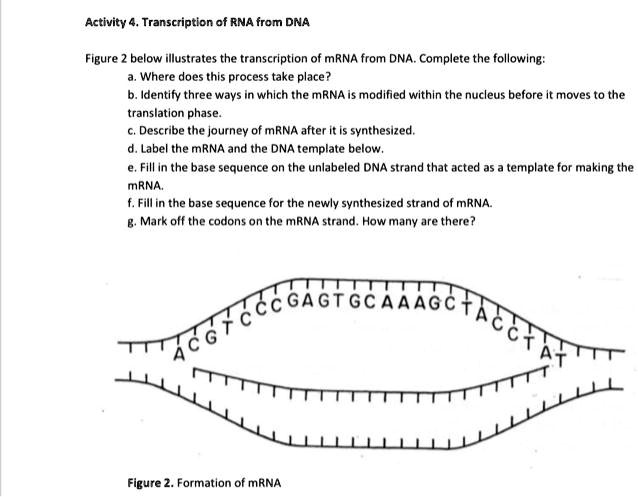 SOLVED: Activity Transcription of RNA from DNA The figure below ...