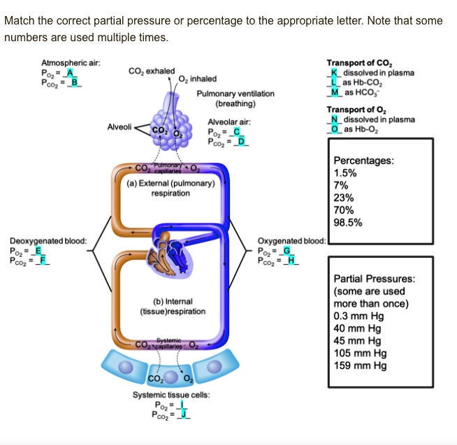 Match the correct partial pressure or percentage to the appropriate ...