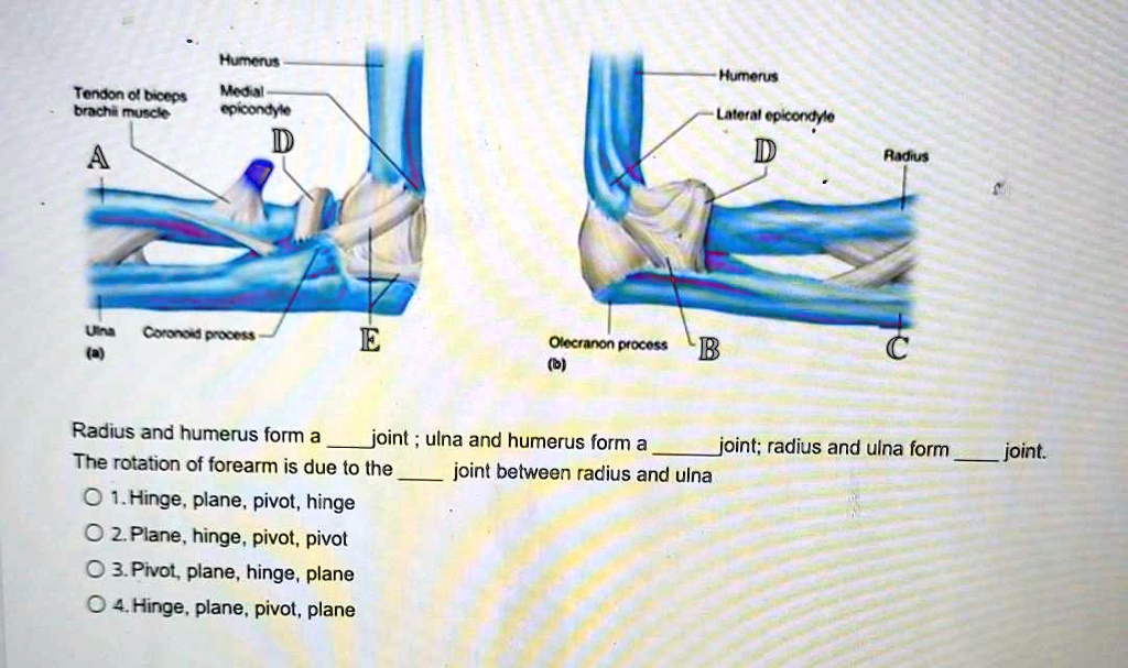 humerus medial epicondyle d humerus tendon ol biceps brachii muscle ...
