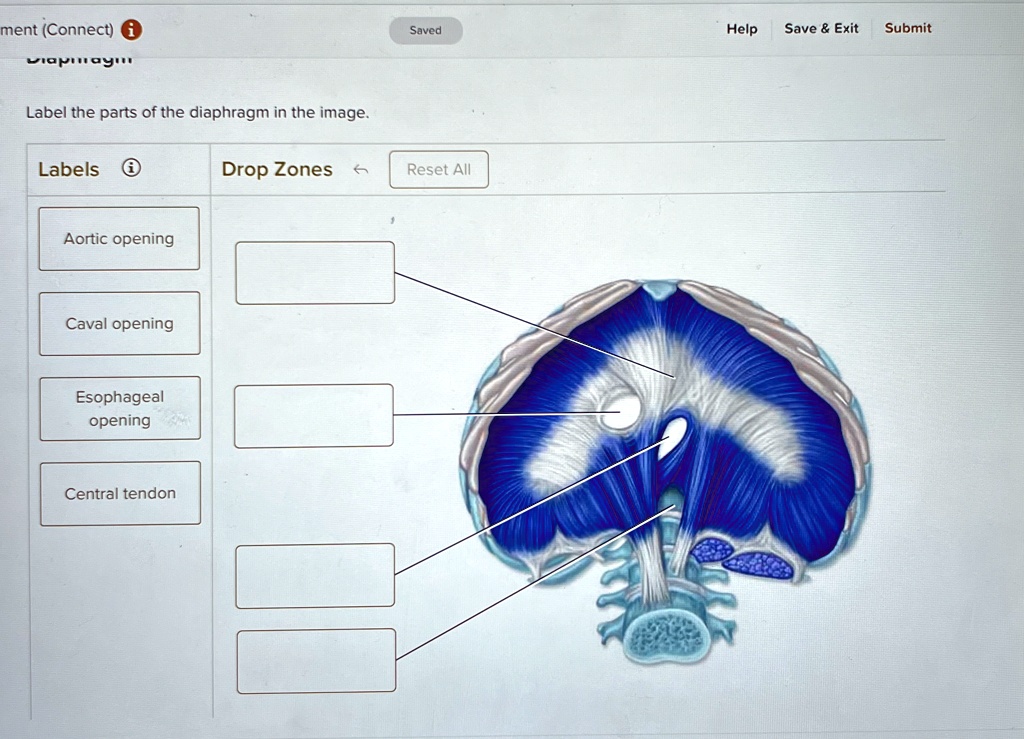 ment (Connect) Diaphragm Label the parts of the diaphragm in the image. Labels Drop Zones Aortic ...