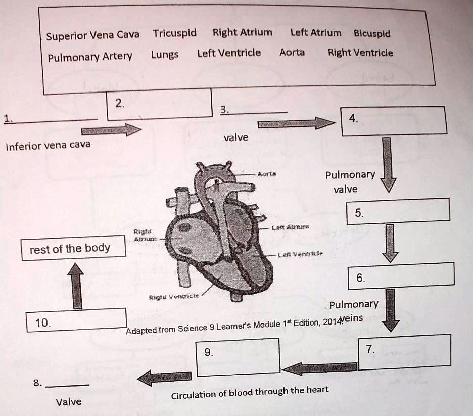 Superior Vena Cava Tricuspid Right Atrium Left Atrium Bicuspid Pulmonary Artery Lungs Left ...