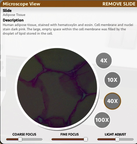 SOLVED: Microscope View REMOVE SLIDE Slide: Adipose Tissue Description: Human adipose tissue ...