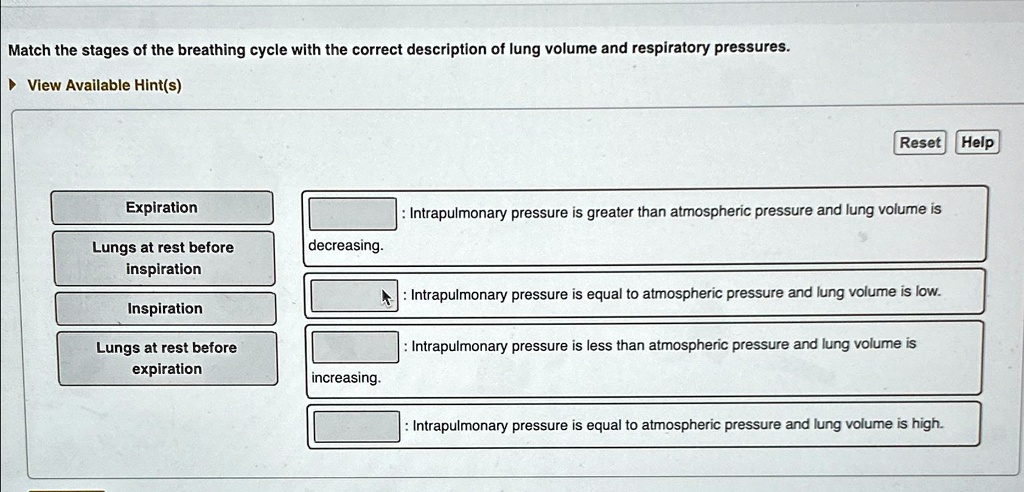 SOLVED: Match the stages of the breathing cycle with the correct ...