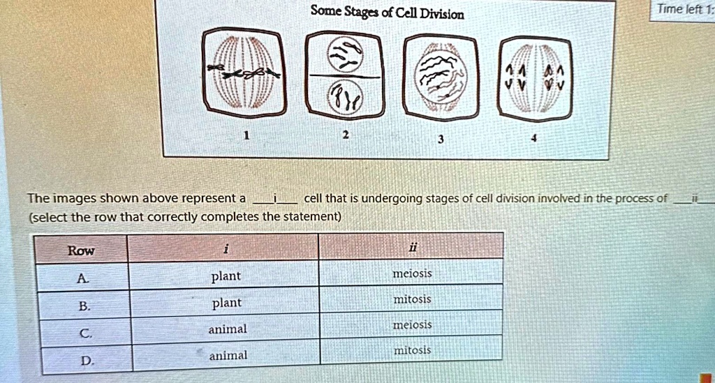 SOLVED: Some Stages of Cell Division The images shown above represent a cell that is undergoing ...