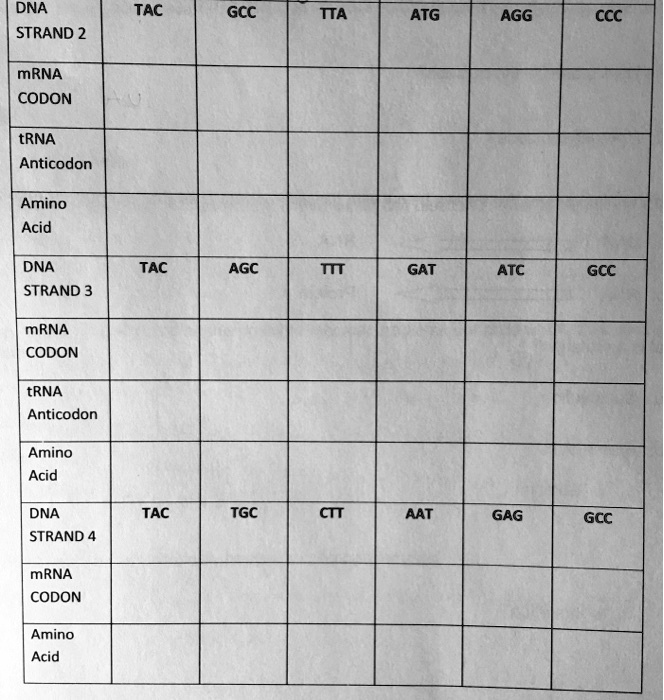 SOLVED: DNA STRAND 2 TAC GCC TTA ATG AGG CCC mRNA CODON tRNA Anticodon ...