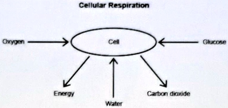 Cellular Respiration Oxygen Glucose Cell Energy Water Carbon dioxide