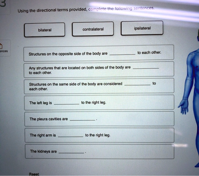 SOLVED: 5 Using the directional terms provided complete the following ...