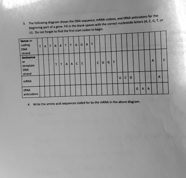 SOLVED: RNA anticodons for the shows the DNA sequence, mRNA codons. The following diagram with ...