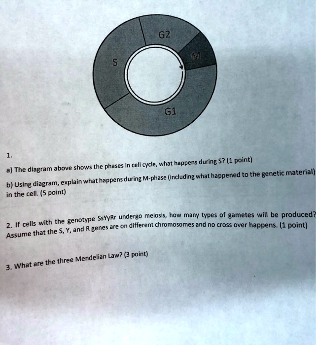 25 t9 in cell cycle what happens during s 1 point a the diagram above ...