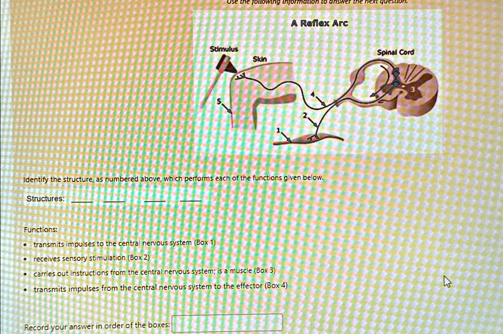 SOLVED: A Reflex Arc Identify the structure, as numbered above, which performs each of the ...