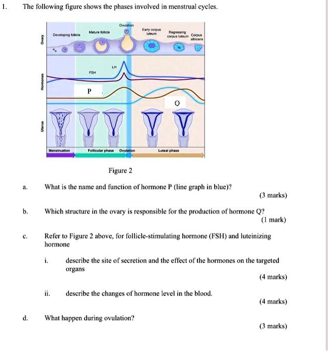 1. The following figure shows the phases involved in...