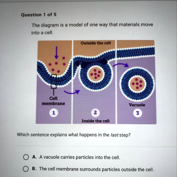 SOLVED: 'The diagram is a model of one way that materials move into a ...