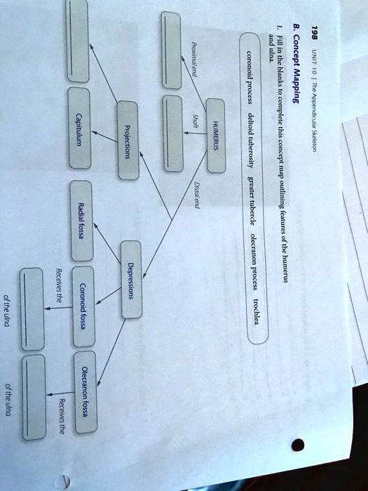 The humerus is a bone in the appendicular skeleton. It has a proximal end and a distal end. The ...