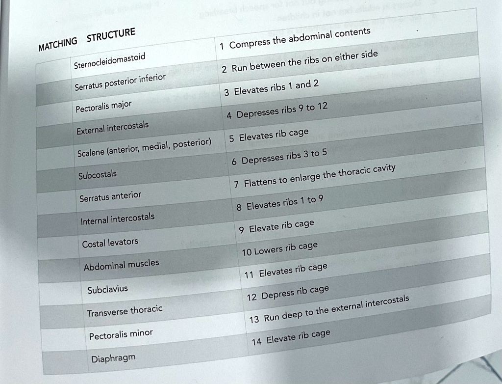 SOLVED: Matching Structure: 1. Compresses the abdominal contents ...