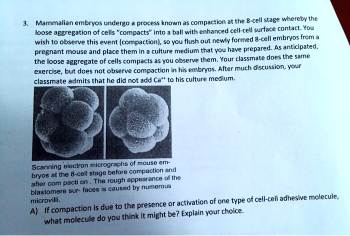 SOLVED: Mammalian embryos undergo process known as compaction at the 8 ...