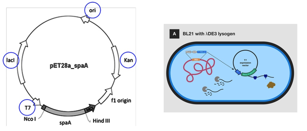 SOLVED: Below is a schematic of a pET plasmid and BL21 DE3 E. coli cell: 1. Why does pET28a ...