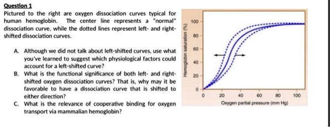 SOLVED: Pictured to the right are oxygen dissociation curves typical for human hemoglobin. The ...