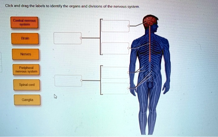 SOLVED: Click and drag the labels to identify the organs and divisions ...
