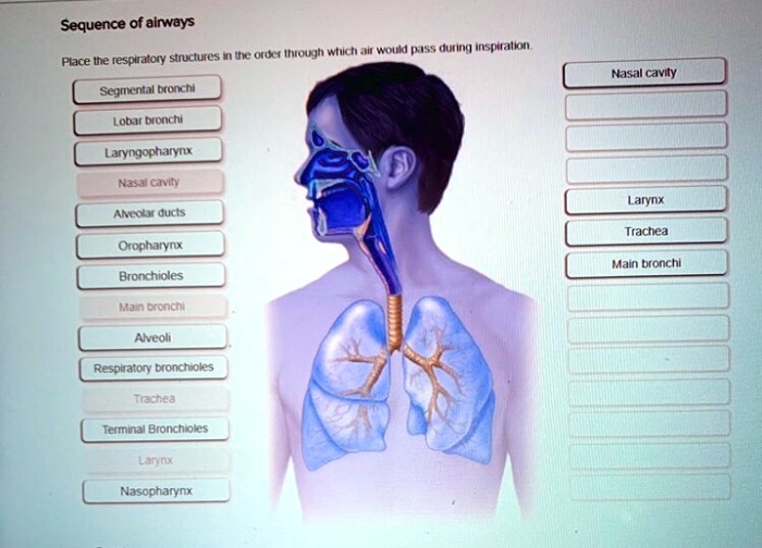 [GET ANSWER] Sequence of airways Place the respiratory structures in ...