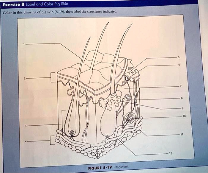 exercise 8 abel and color pig skin color in this drawing of pig skin 5 ...