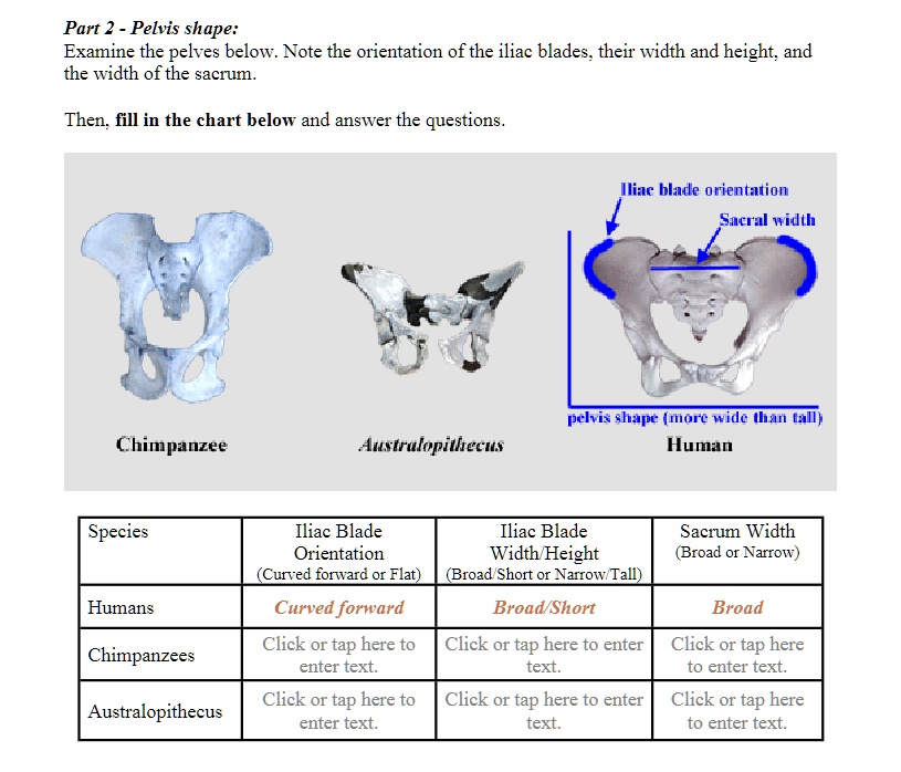 Part 2 - Pelvis shape: Examine the pelves below. Note the orientation ...