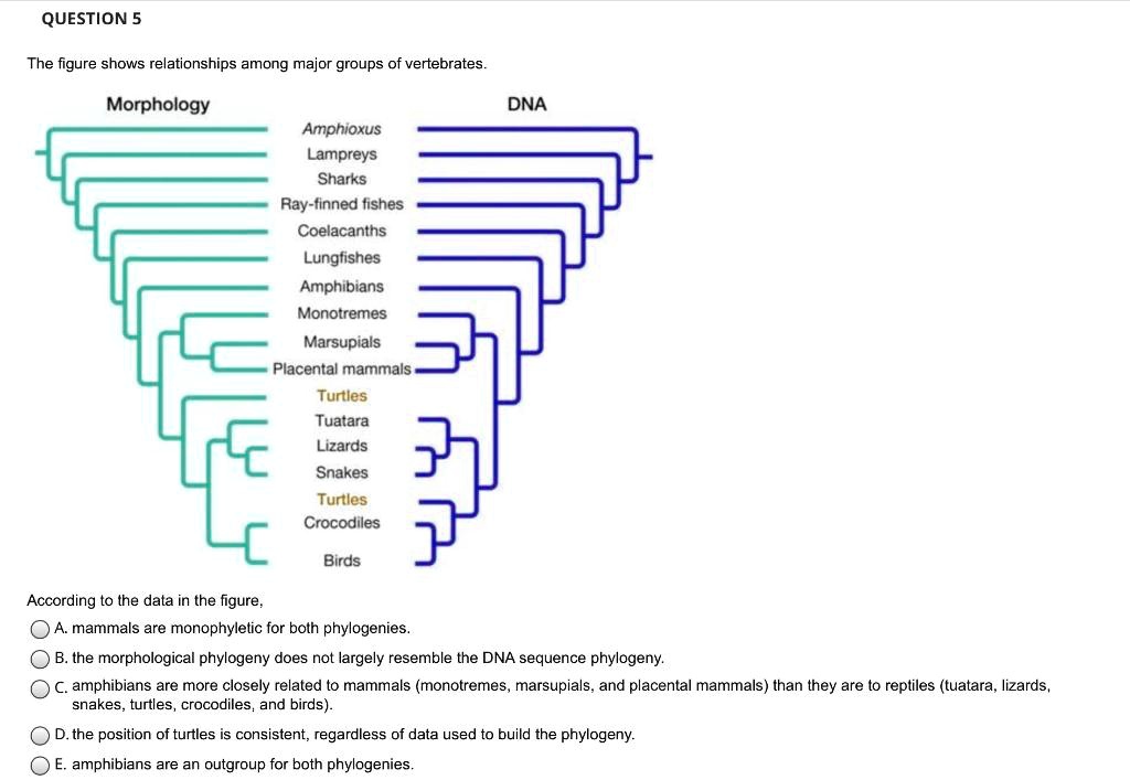 QUESTION 5 The figure shows relationships among major groups...