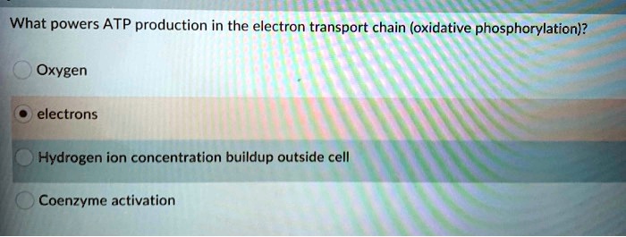 SOLVED: What powers ATP production in the electron transport chain ...